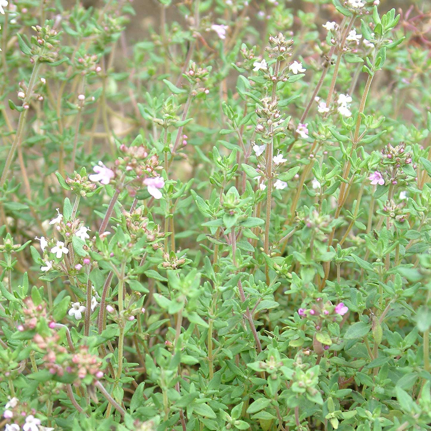 Thymian (Thymus vulgaris) | Pflanze des Monats Januar - Apotheke am ...